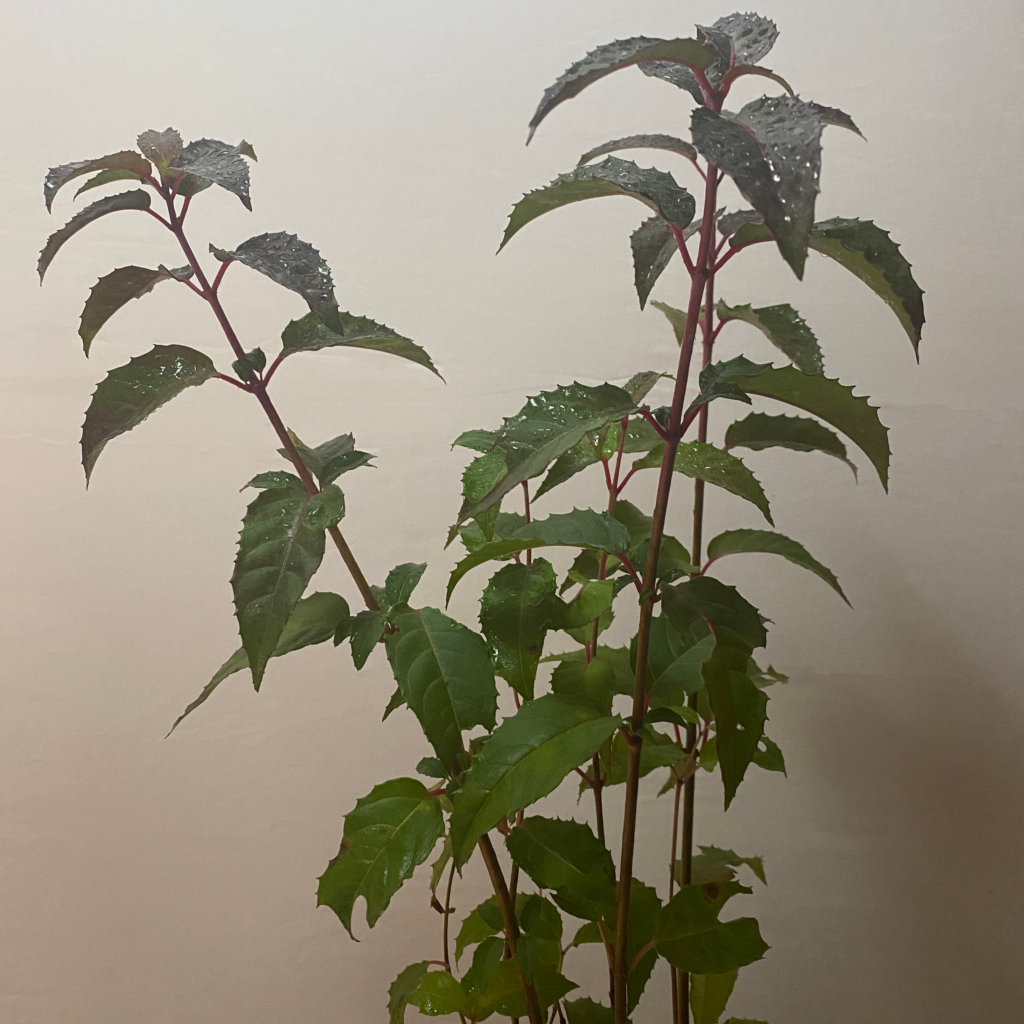 Chilco – Vivero San Valentín